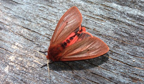 Off on Safari…A Moth Safari – Lee Clark | York Museums Trust