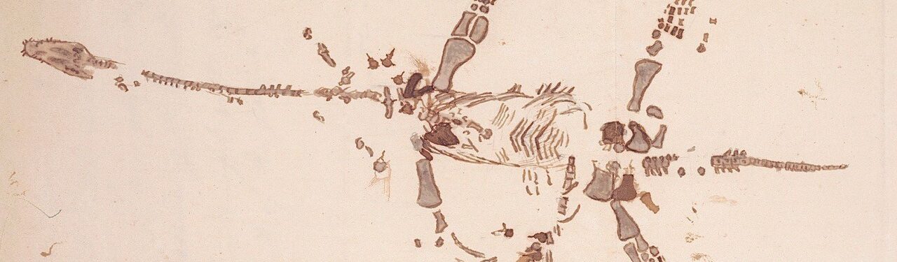 Tom Sharpe: Mary Anning, The Fossil Woman | York Museums Trust